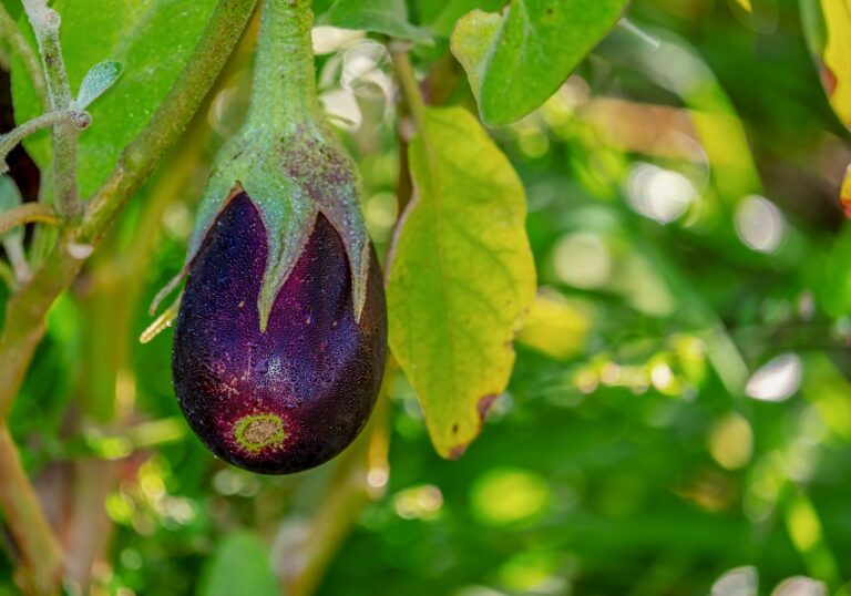 Eggplants Nutrition 101: Nutrition, Benefits, & How to Enjoy